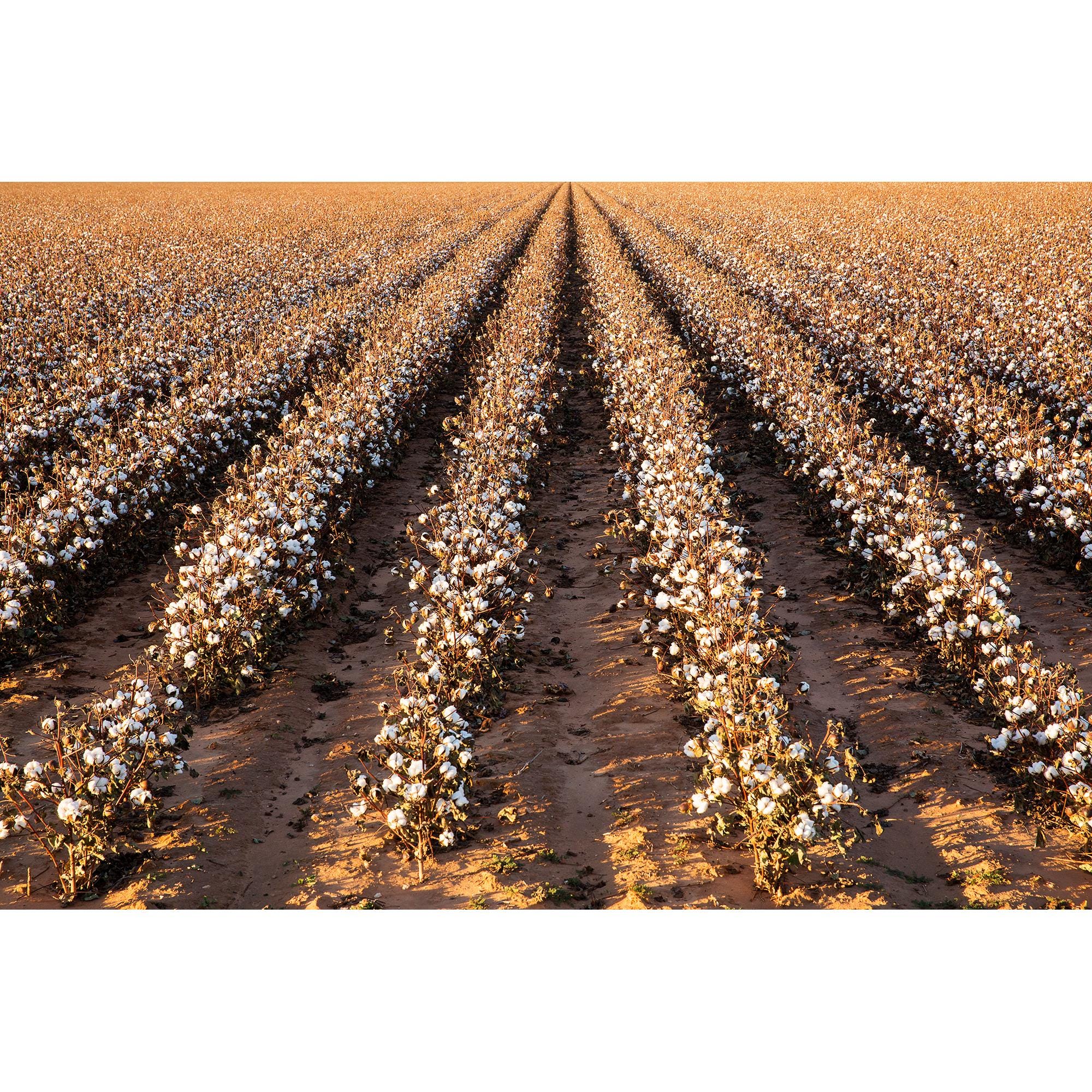 Cotton Field Print, Endless Cotton, Lubbock Photography, Cotton Field ...