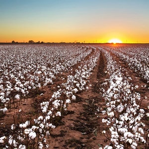 West Texas Sunset Print lubbock Cotton Sunset West Texas Wall Art ...