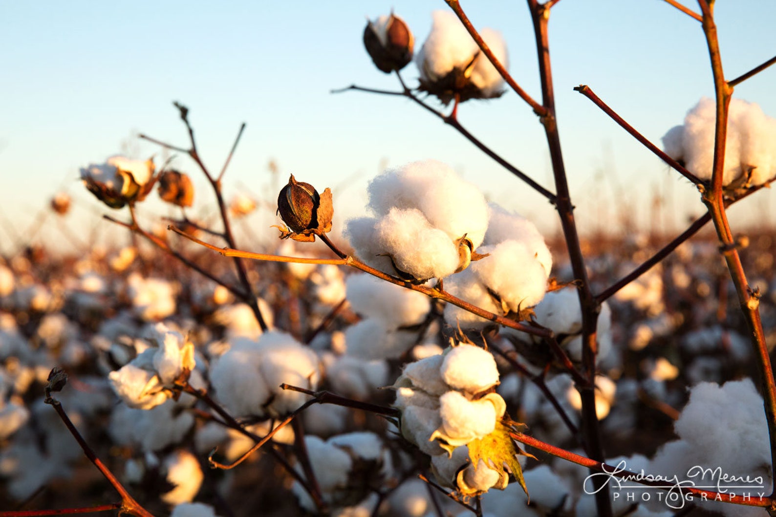 Cotton Fields Print Set, Cotton Field Sunset, Texas Cotton Field ...