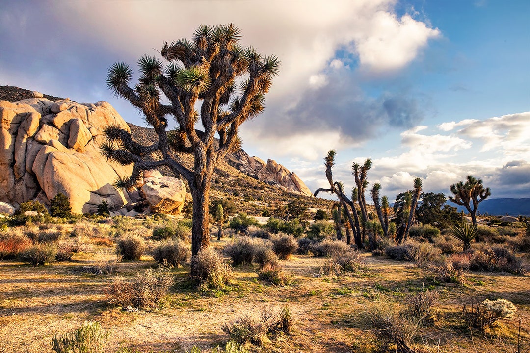 Joshua Tree Photo | Joshua Tree Scenic View | Joshua Tree National Park ...