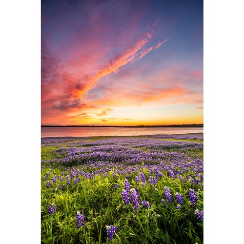 Texas Bluebonnet Photo Print pink Sunset - Etsy