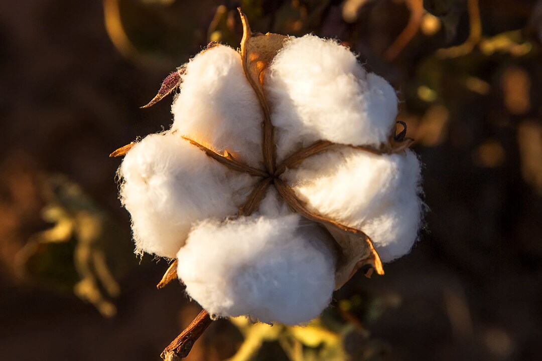 Cotton Boll Photo cotton Boll Detail West Texas Photography Cotton ...