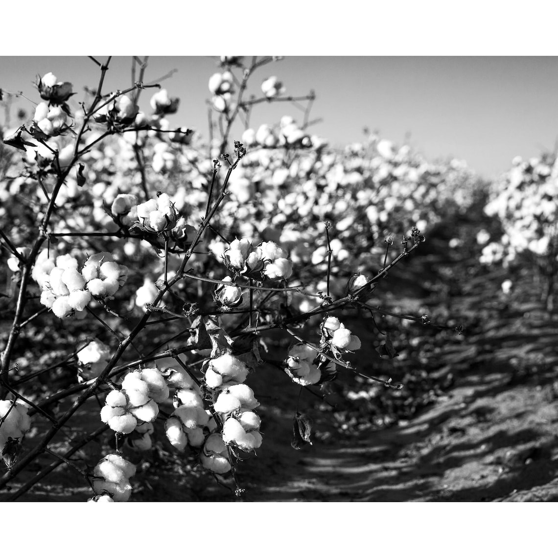 B&W Cotton Field Photo, in the Cotton Fields, Black and White Texas ...