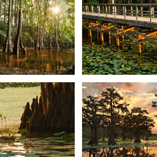 Swamp Backdrop - Etsy