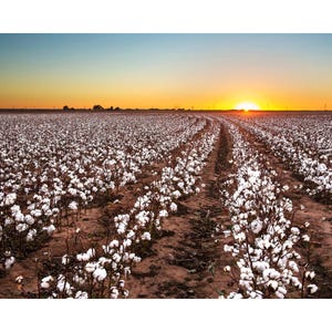 West Texas Sunset Print, Lubbock Cotton Sunset, West Texas Wall Art ...