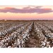 West Texas Cotton Photo, Cotton Field Sunrise, Lubbock Wall Art, West ...