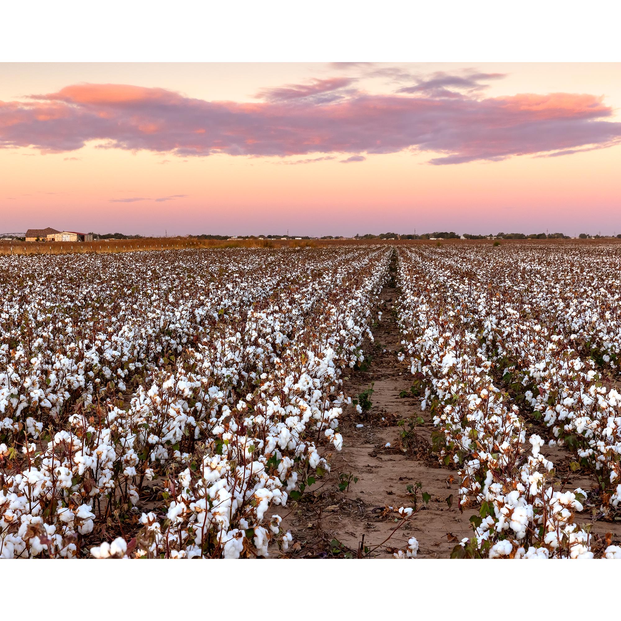 West Texas Cotton Photo, Cotton Field Sunrise, Lubbock Wall Art, West ...