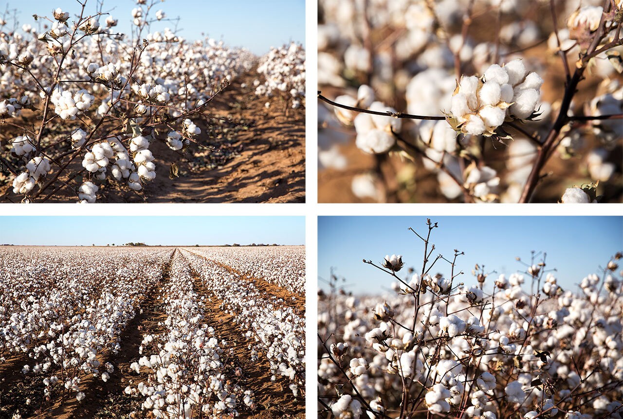 Cotton Fields Photo Set classic Cotton Fields - Etsy