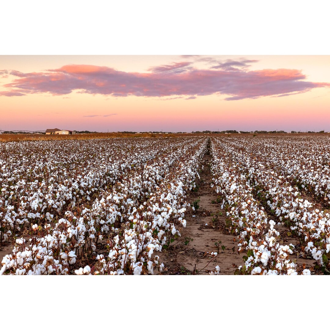 West Texas Cotton Photo, Cotton Field Sunrise, Lubbock Wall Art, West ...