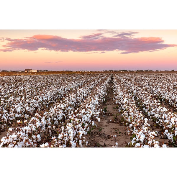Cotton Fields - Etsy