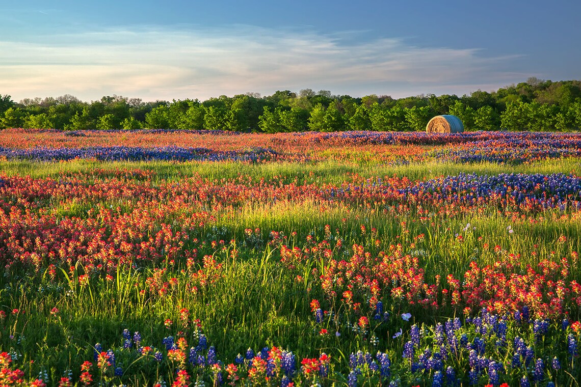 Wildflower Field Photo texas Wildflower Field - Etsy