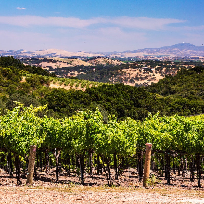 Vineyard Art - Etsy