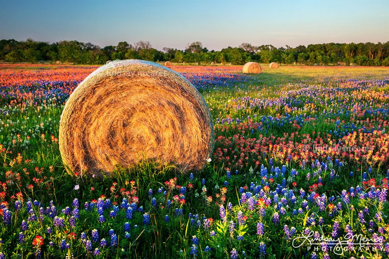 Texas Wildflowers Print Set wildflower Fields | Etsy