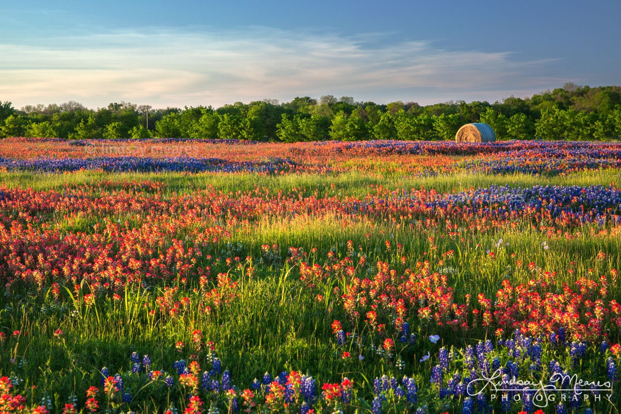 Wildflower Field Background