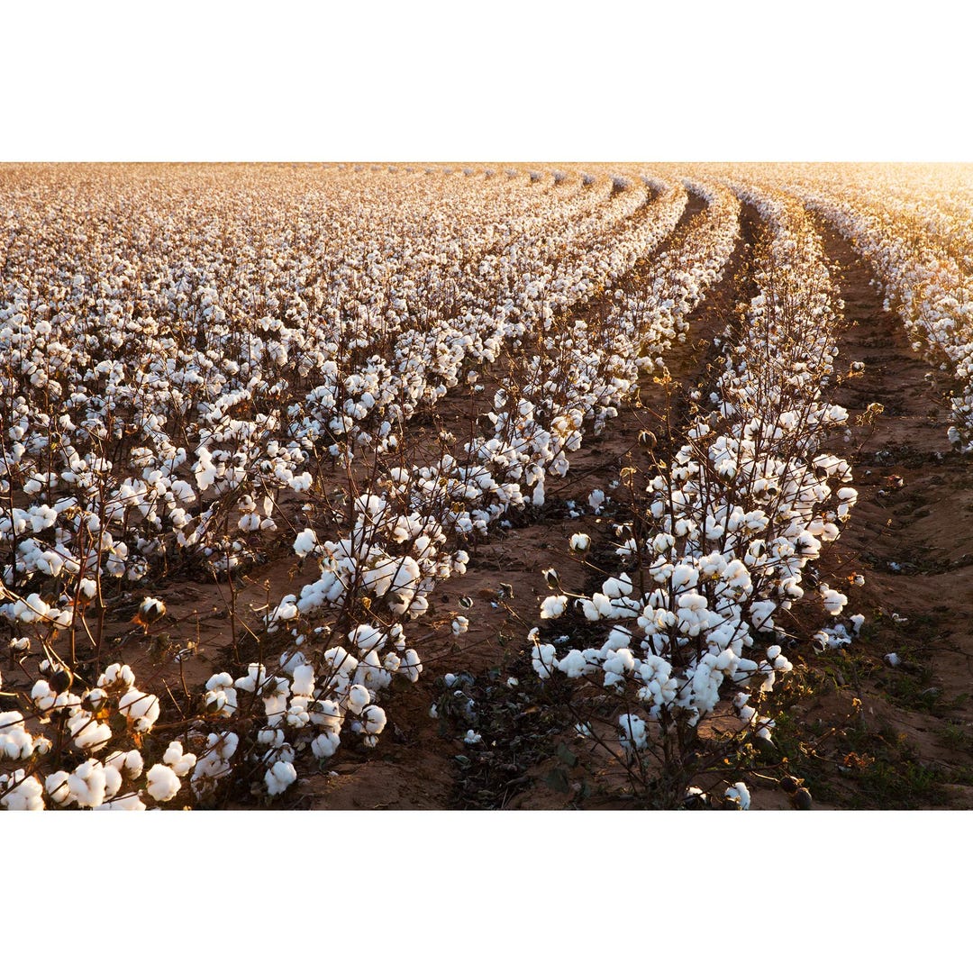 Cotton Field Photo, Cotton Field Rows, West Texas Photography, Cotton ...