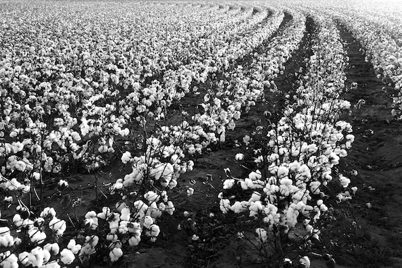 B&W Cotton Field Photo Black and White Cotton Field Rows | Etsy