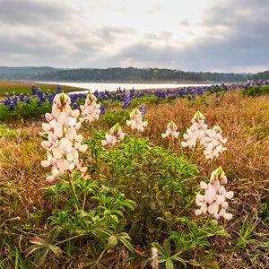 Pink Bluebonnet Photo Print | Legend of the Pink Bluebonnet | Texas ...