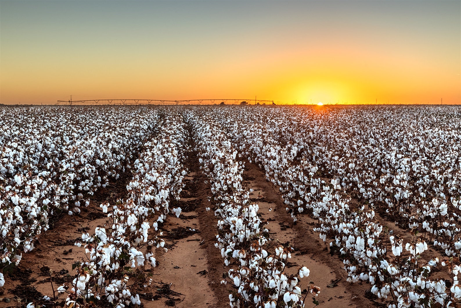 West Texas Cotton Print Sunset Over Lubbock Cotton Field | Etsy