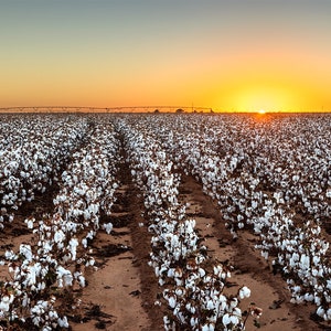 West Texas Cotton Print, Sunset Over Lubbock Cotton Field, West Texas ...