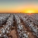 West Texas Cotton Print, Sunset Over Lubbock Cotton Field, West Texas ...