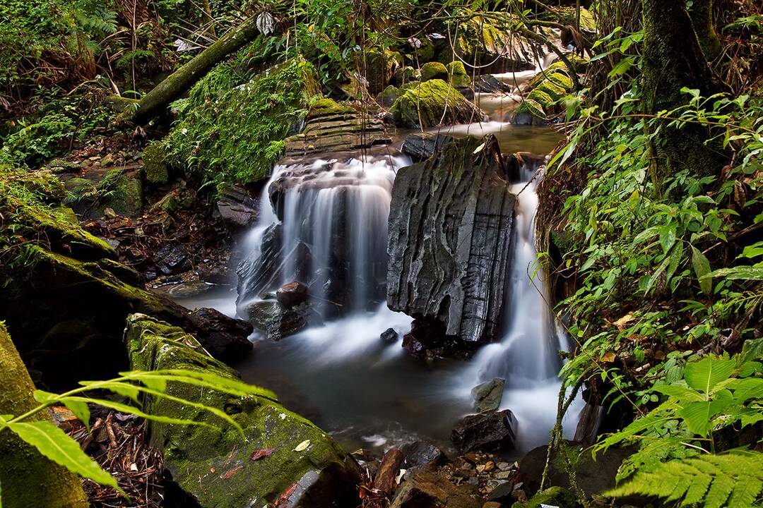 El Yunque Photo | "rainforest Trails" | El Yunque National Forest Photo ...