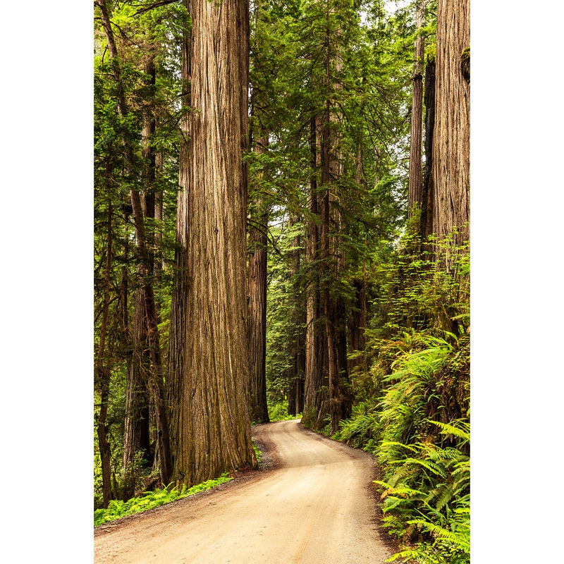 Redwood Print - Etsy