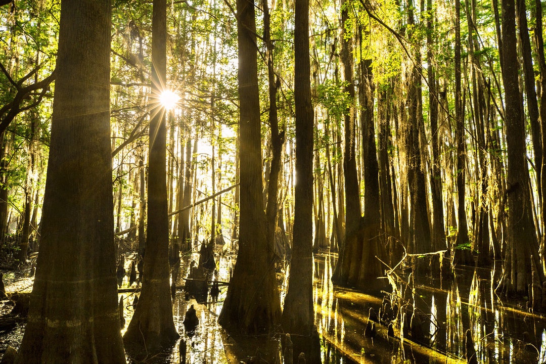Cypress Tree Forest Photo | "through the Trees" | Texas Photography ...
