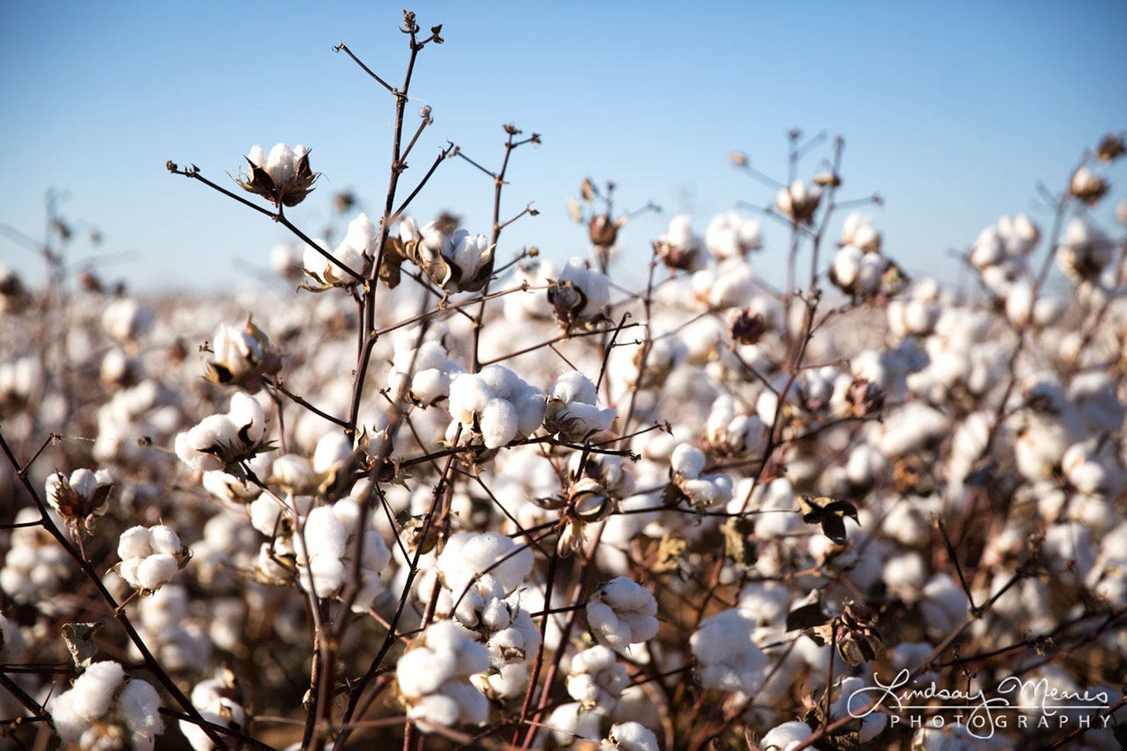 Cotton Fields Photo Set, Classic Cotton Fields, Texas Cotton Field Wall ...