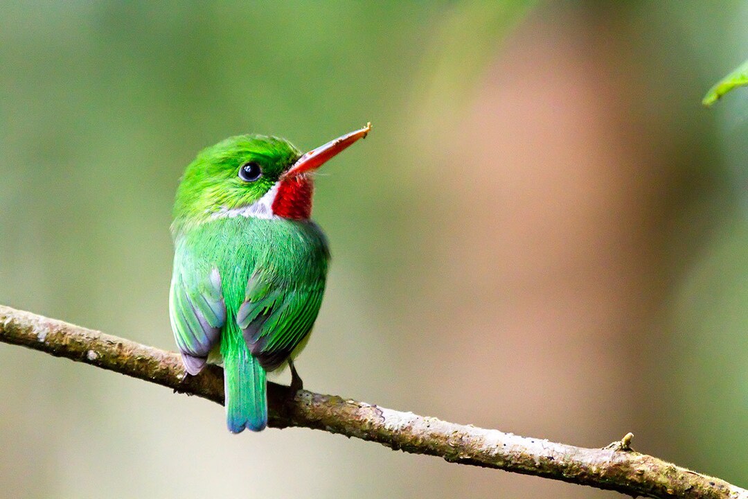Puerto Rican Tody Photo | "san Pedrito" | Green Bird Photo - Puerto ...