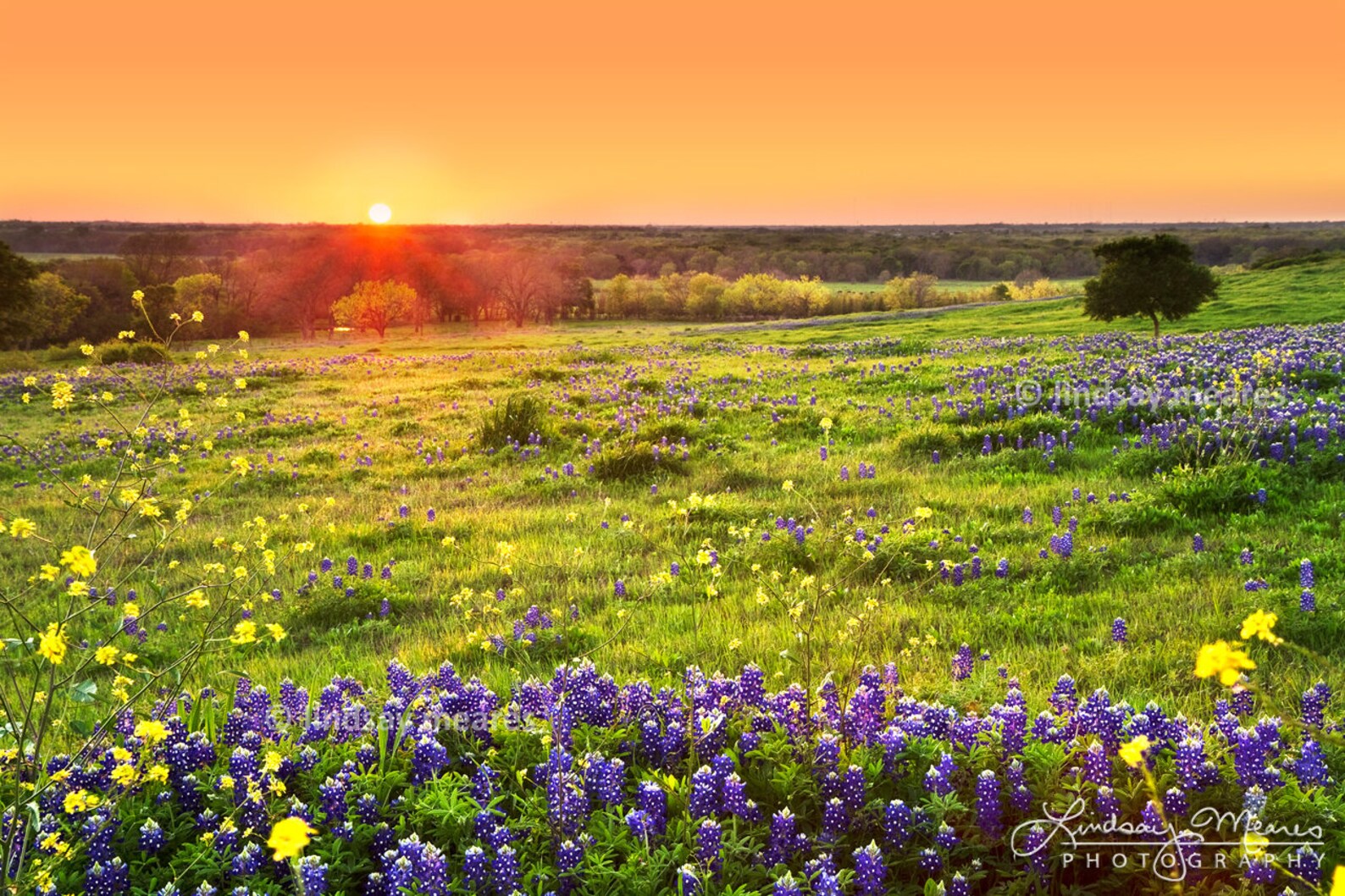 Texas Bluebonnets Photo Set, Bluebonnet Sunset Photography, Texas ...