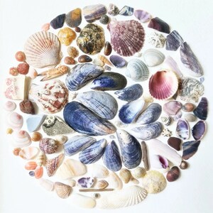 Unique Sea Shell Round Circle Wall Art in Frame Decor for Business ...