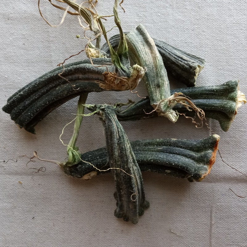 Pumpkin Stems - Etsy
