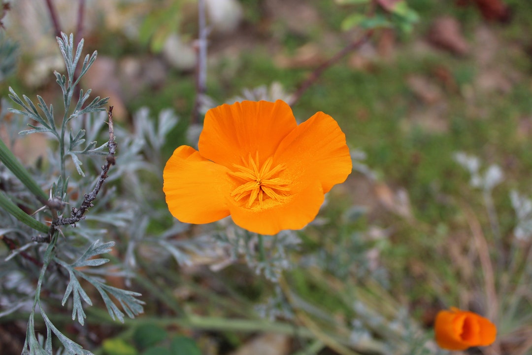 400 California Poppy Seeds - Eschscholzia Californica - Native ...