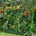 Luxury Jungle / Living Wall Backdrop FOR HIRE ONLY - Etsy