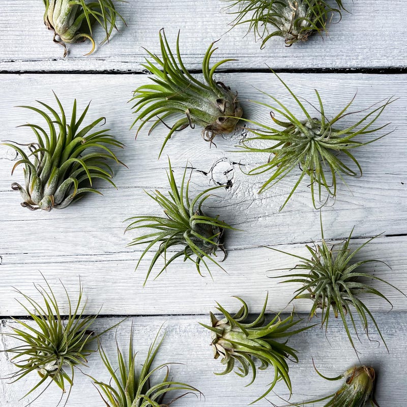 Live Indoor Plants - Etsy