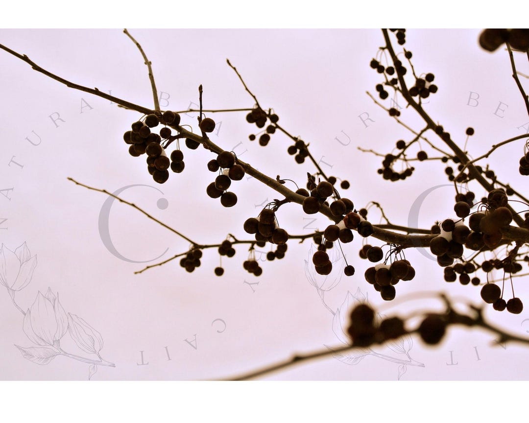 Berries in Silhouette | Boho Digital Art Print | 12x18 Wall Art ...