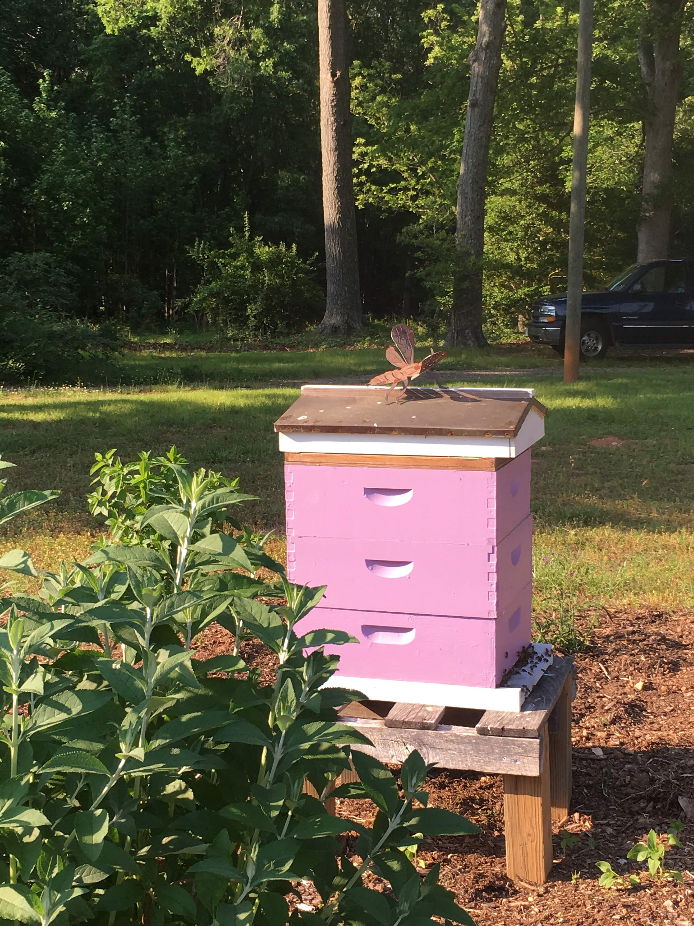 Honey Bee on Moss Art Print Summer Farm Picture Country Home | Etsy