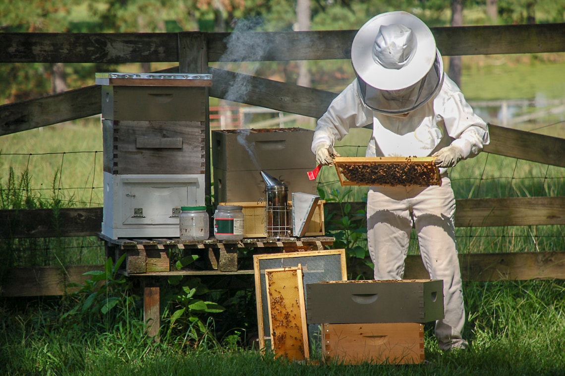 Honey Bee on Moss Art Print Summer Farm Picture Country Home | Etsy