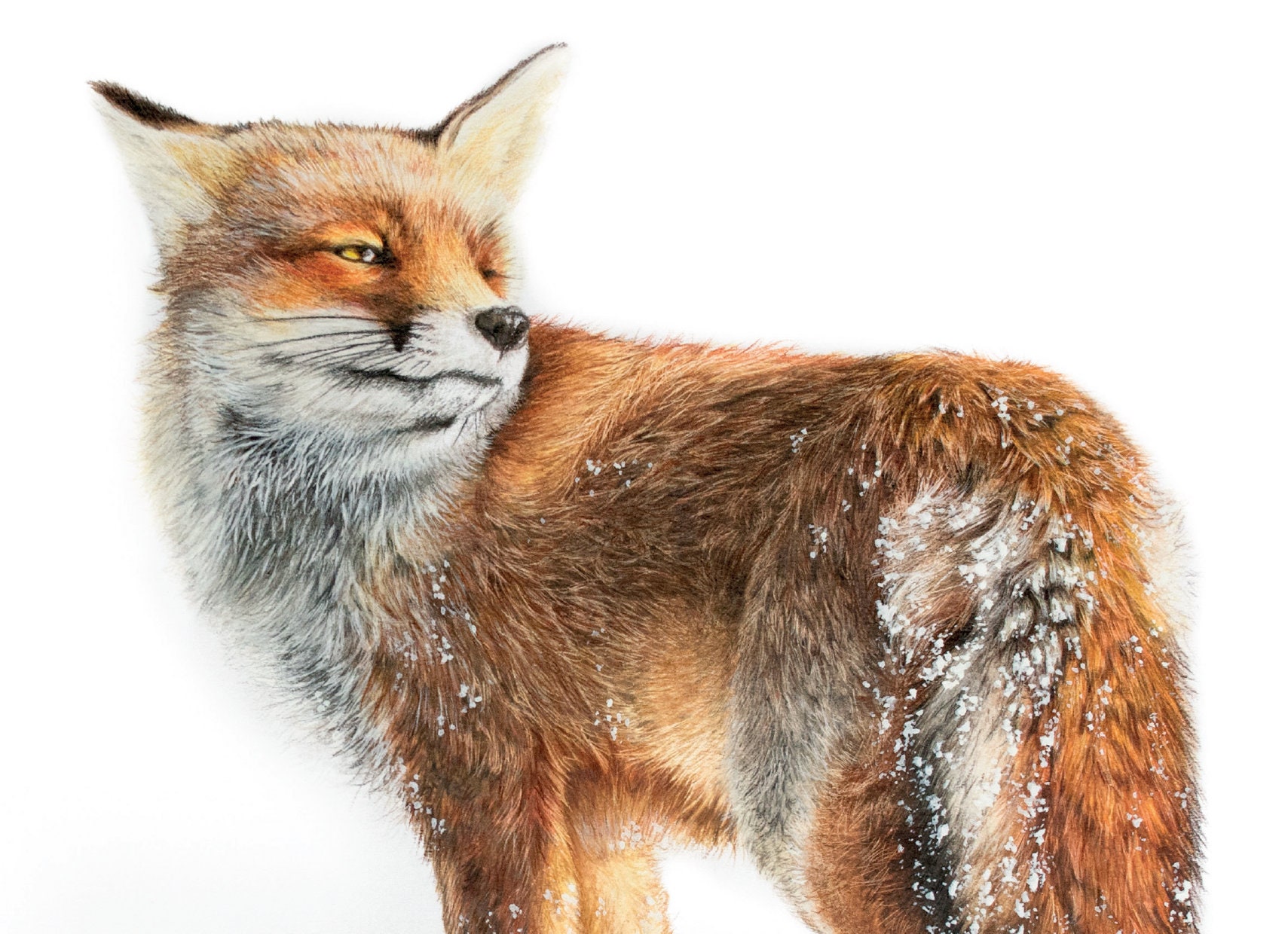 How To Draw A Realistic Fox