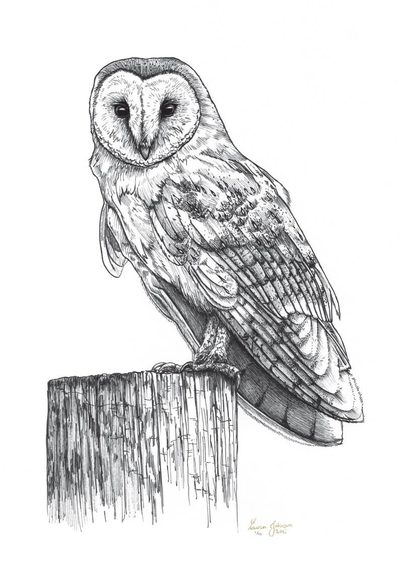 Barn Owl digital print pen and ink wall art nature | Etsy