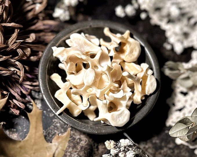 Real Medium Raccoon Vertebrae Bone, Raccoon Bones, Animal Bones ...