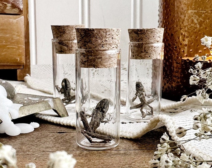 Mystery Petite Mummified Frog in Glass Vial, Preserved Frog, Natural ...