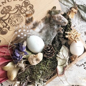 Death in Spring Collection in Vintage Wooden Box, Mummified Rabbit ...
