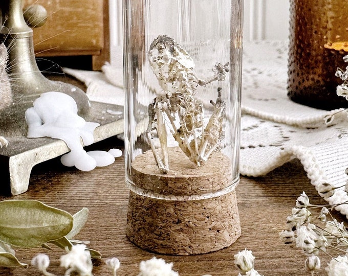 Real Mummified Frog Skeleton in Glass Vial No. 08, Preserved Frog ...