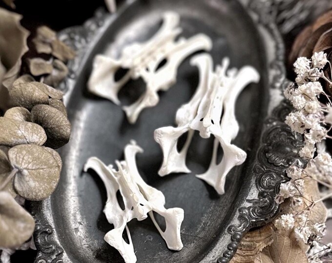 One Real Gopher Pelvis, Gopher Pelvic Bones, Real Gopher Bones, Natural ...