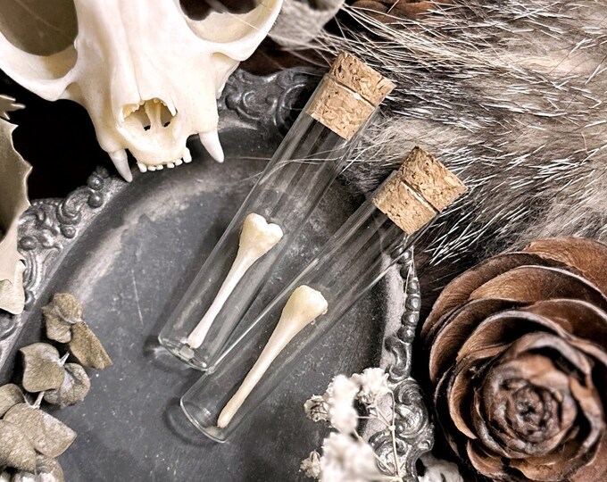 Real Beaver Baculum Bone in Glass Vial, Curiosity, Oddity, Natural ...