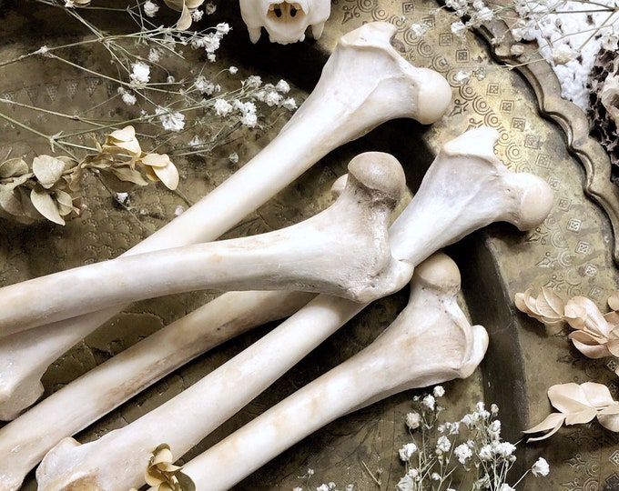 Real Rustic Coyote Femur Bone, Coyote Bones, Natural History, Curiosity ...