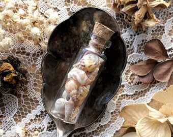 Real Tiny Seashells - Etsy