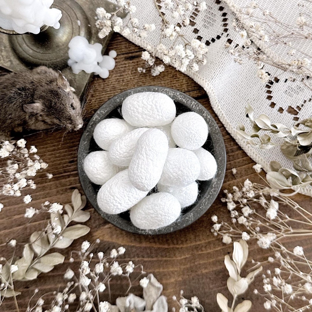 One Real Small Silk Worm Cocoon, Real Insect Cocoon, Non-living ...