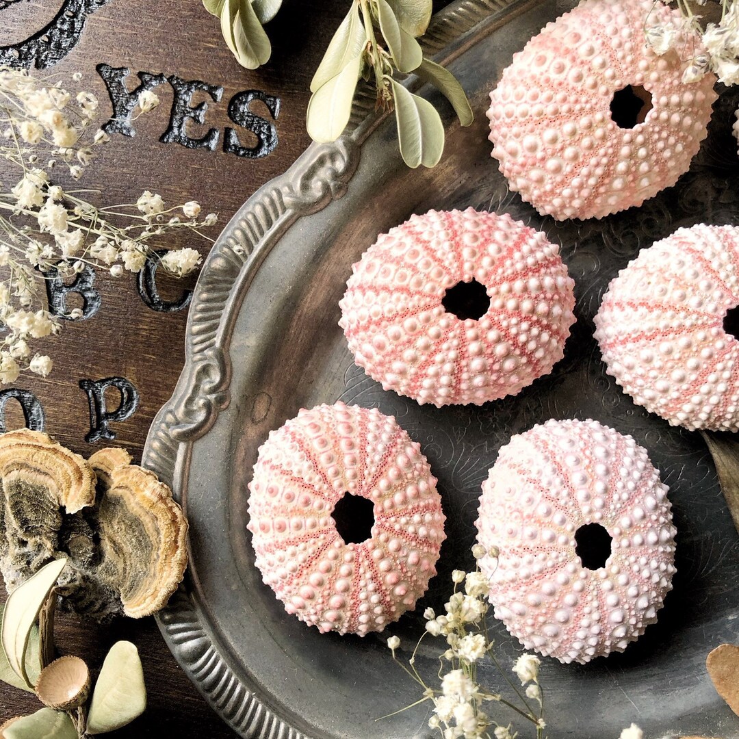 Light Pink Sea Urchin No. 01, Preserved Sea Urchin, Natural History ...